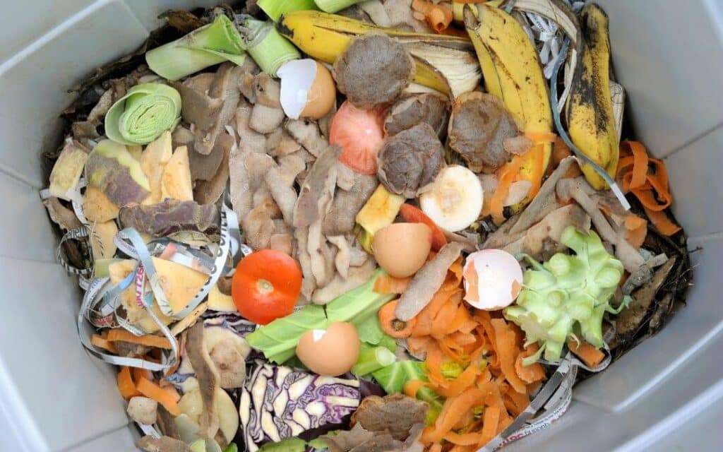 Worm Farming for Beginners; What you need to know